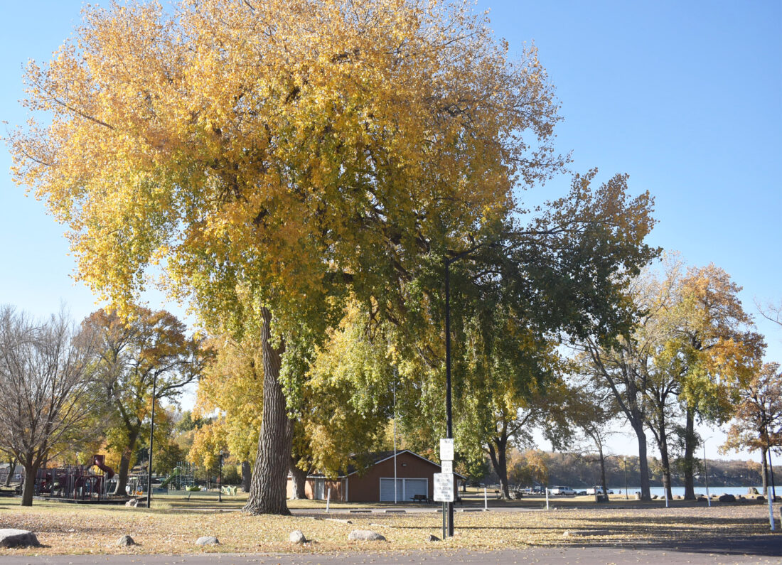 Fall Leaf program picking back up | News, Sports, Jobs - Fairmont Sentinel